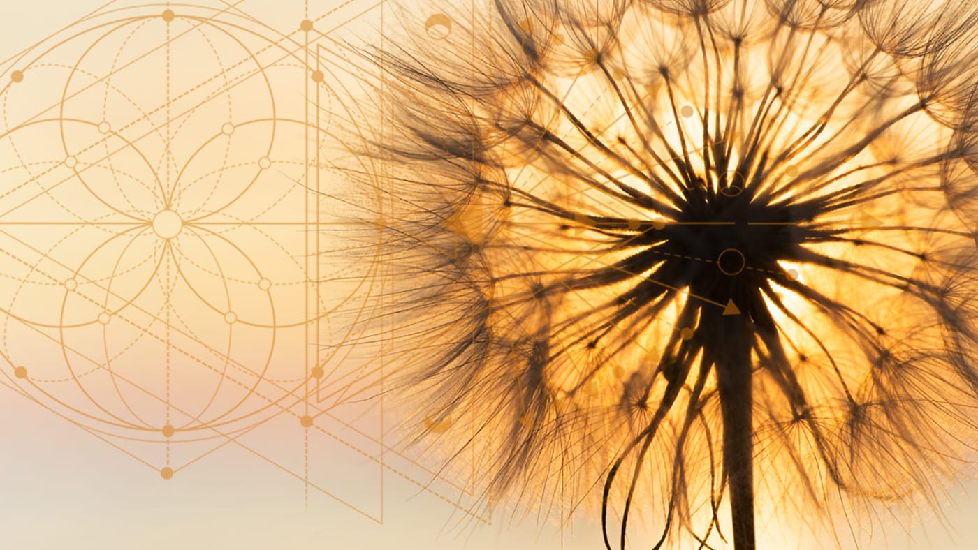 Rejoining The Web of Life: Psychedelics as Planetary Messengers