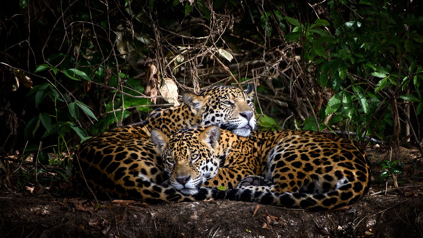 Welcome to the Jungle: A Talk with Rak Razam