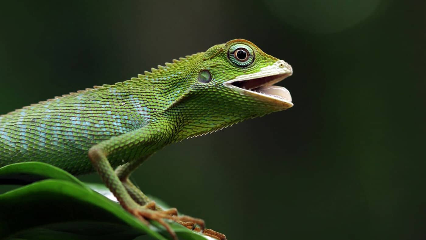 Lizard Wisdom: A Review of The Ayahuasca Sessions by Rak Razam