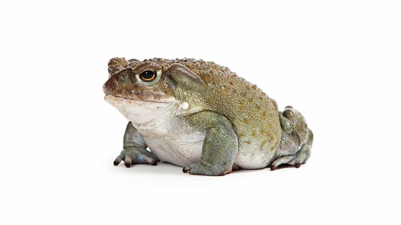 The Bufo Nation - Rak Razam