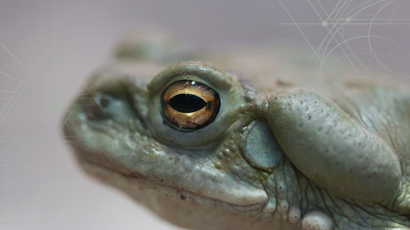 The Origins of Bufo Alvarius Toad Medicine - Rak Razam
