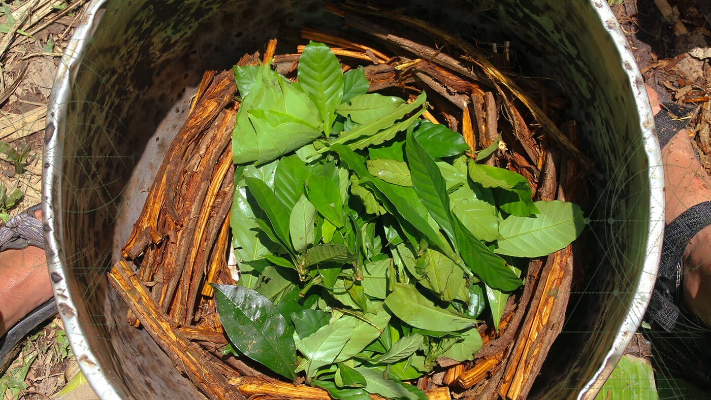 The Plants Told Us To: Origins of Ayahuasca - Rak Razam