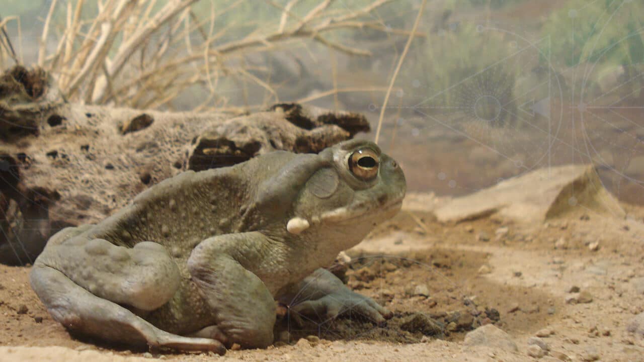 Song of the Sacred Toad: Weaving Ethics into Medicine Culture - Rak Razam